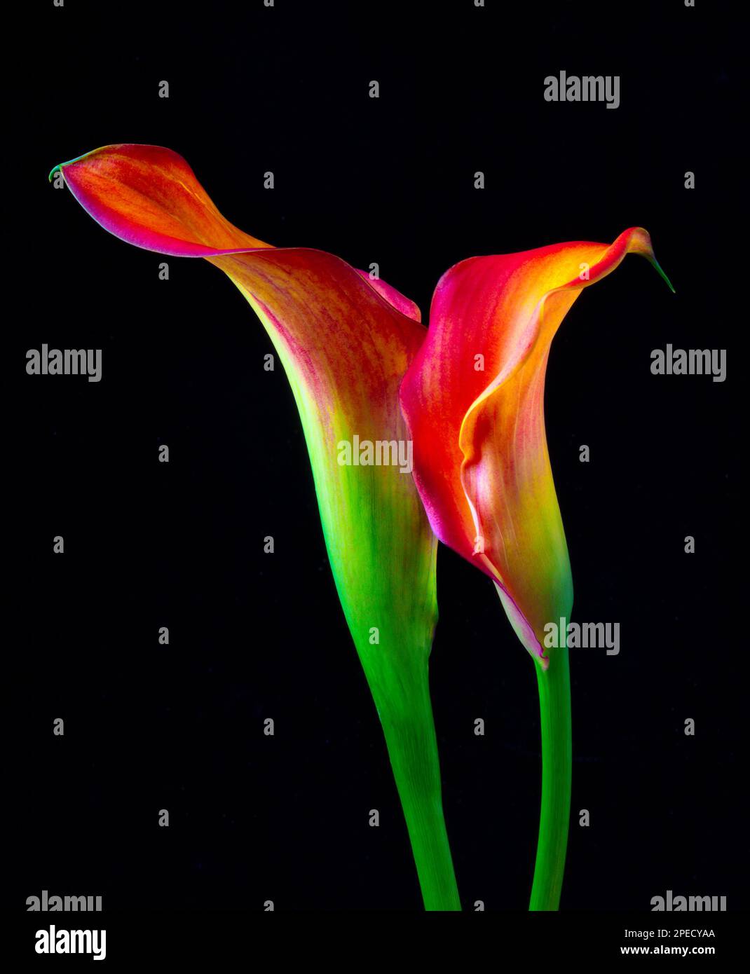 Yellow callas hi-res stock photography and images - Alamy