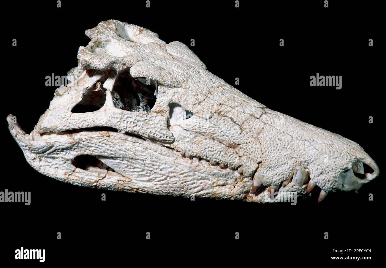A fossilised skull of the Uberabasuchus Terrificus, a prehistoric ...