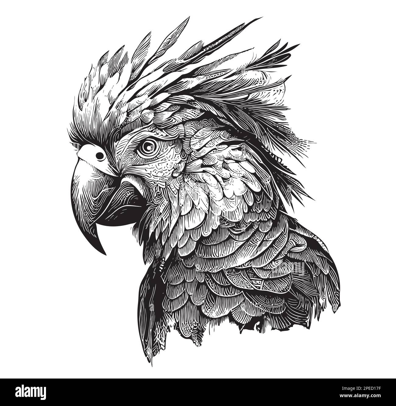 Parrot portrait hand drawn sketch illustration Exotic birds Stock ...