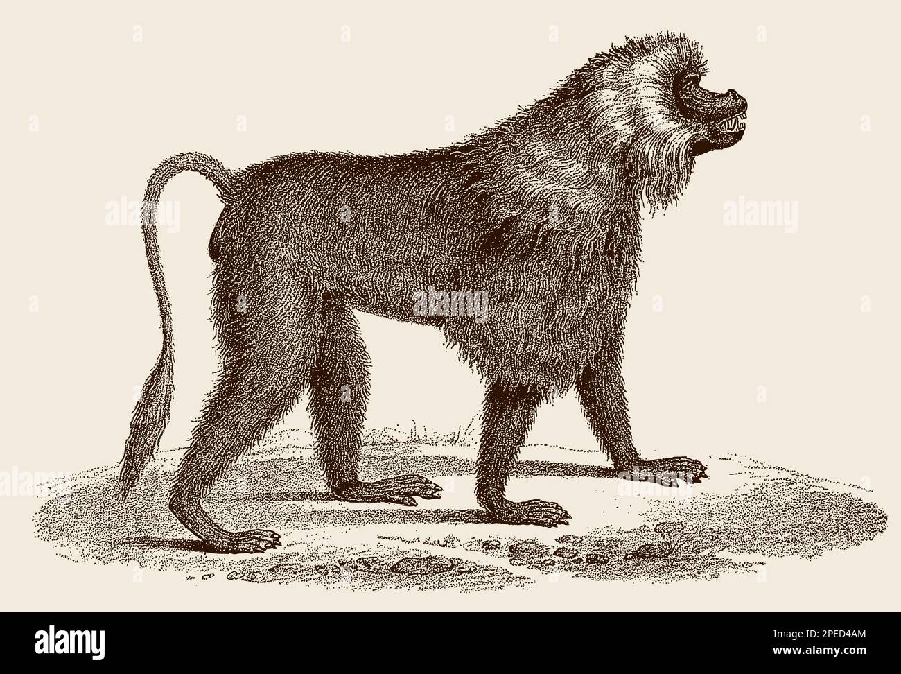 Male theropithecus gelada Stock Vector Images - Alamy