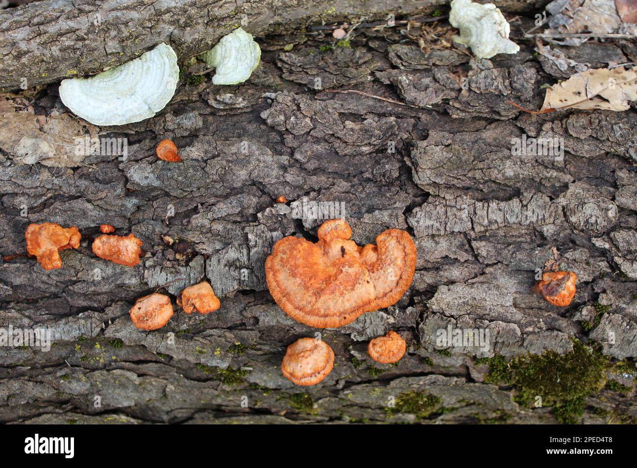 Cinnabar polypore, white bracket mushrooms, and most on a log at Camp ...