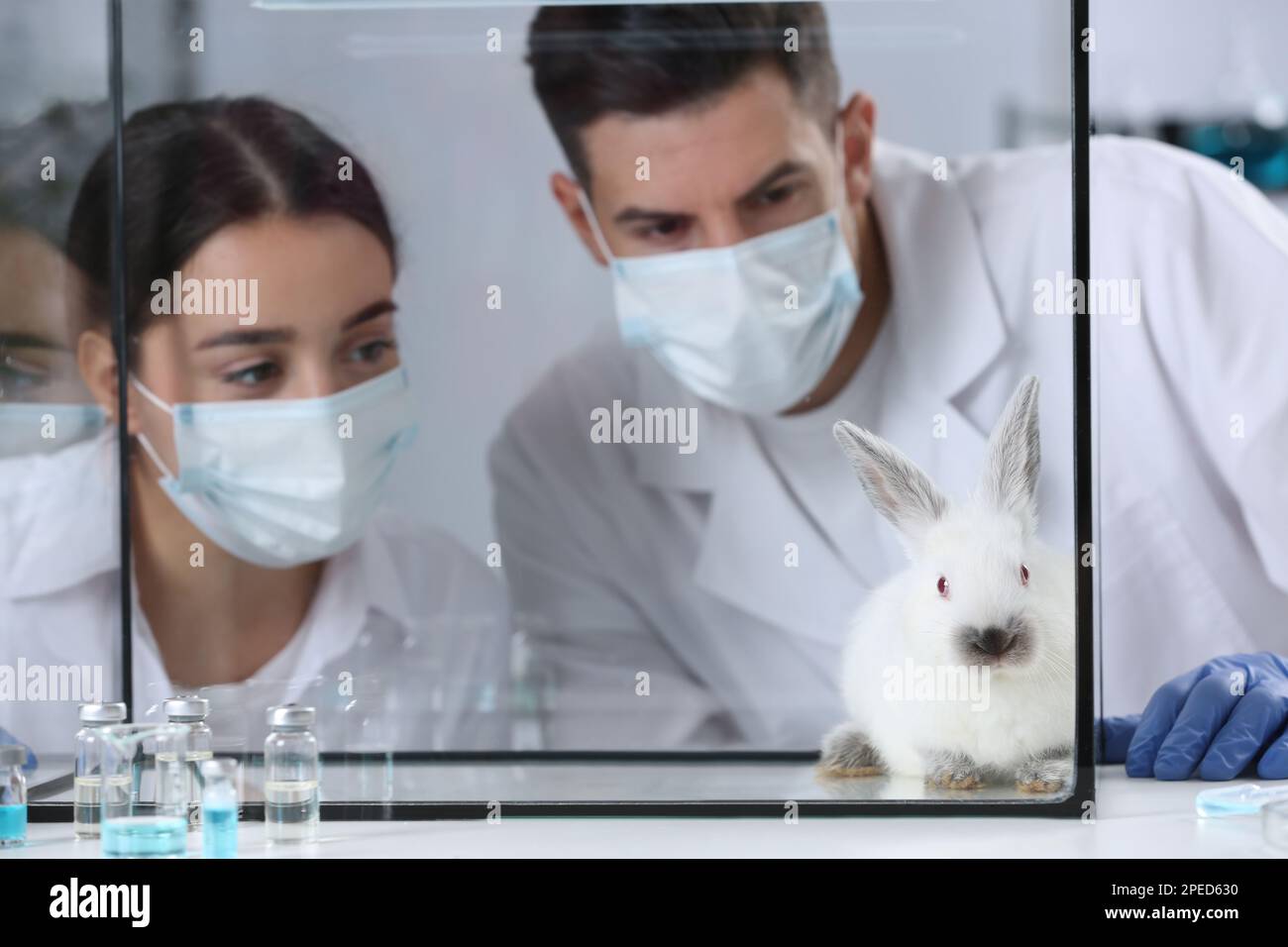 Observing animal laboratory hi-res stock photography and images - Alamy