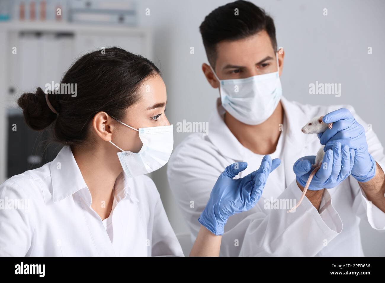 Scientists with rat in chemical laboratory. Animal testing Stock Photo ...