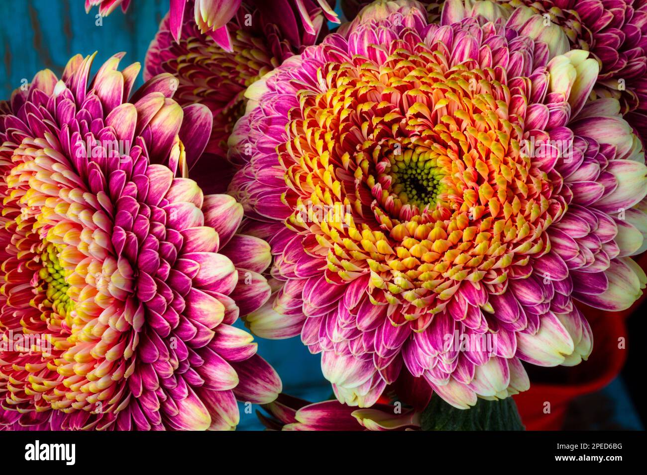 Pomponi gerbera hi-res stock photography and images - Alamy