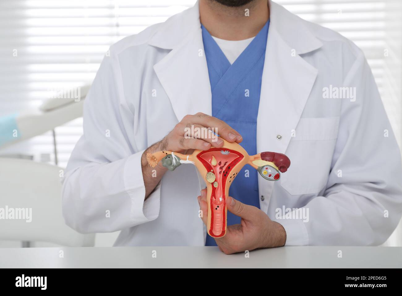Gynecologist demonstrating model of female reproductive system in ...