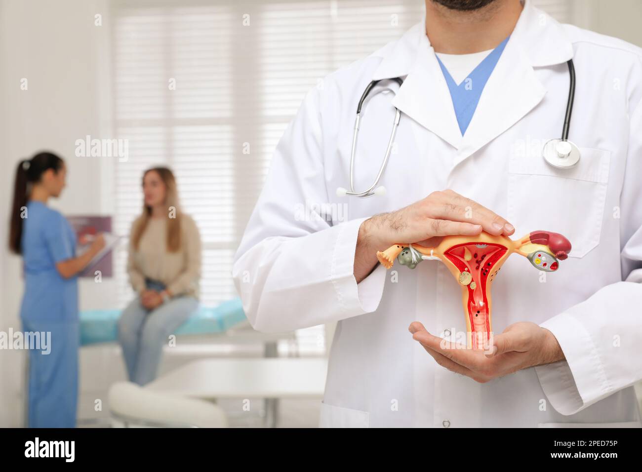 Gynecologist demonstrating model of female reproductive system in ...