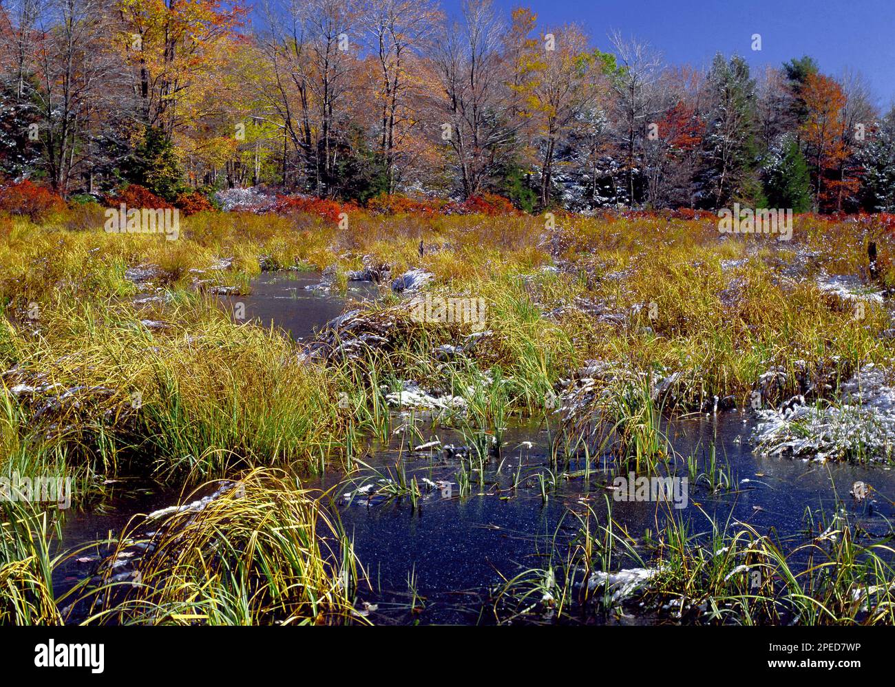 An autumn snowfall in a marsh in Pennsylvania's Delaware State Forest ...