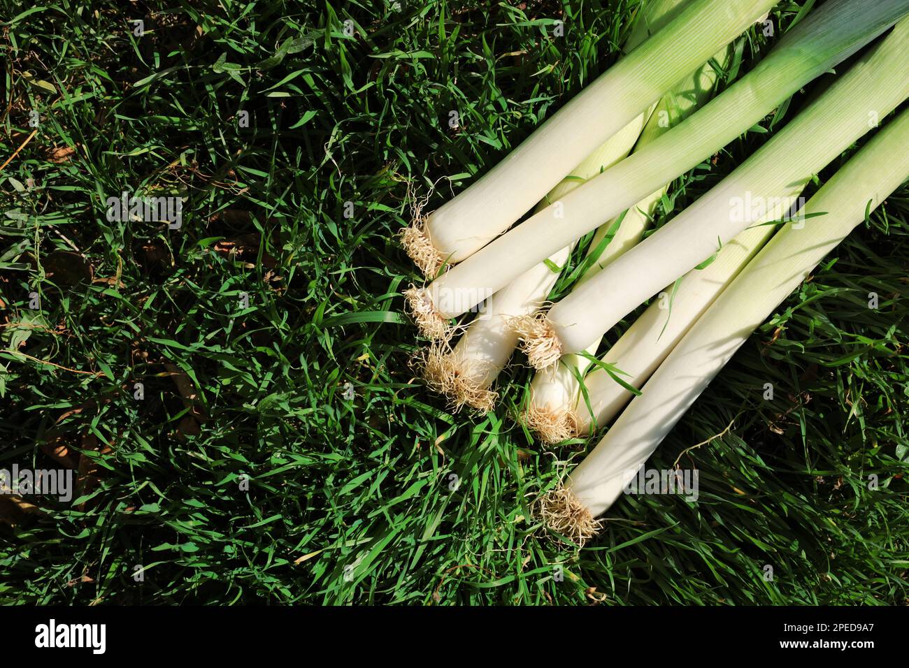 Fresh raw leeks on green grass outdoors, above view. Space or text ...