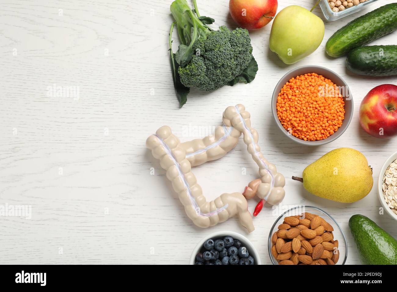 Anatomical model of large intestine and different organic products on ...