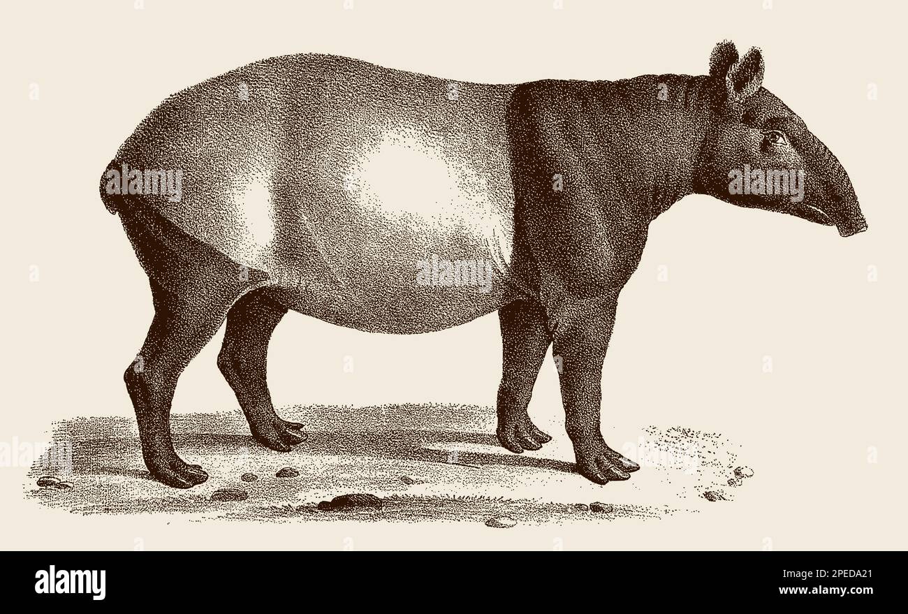 Endangered Malayan tapir tapirus indicus, after antique copperplate ...