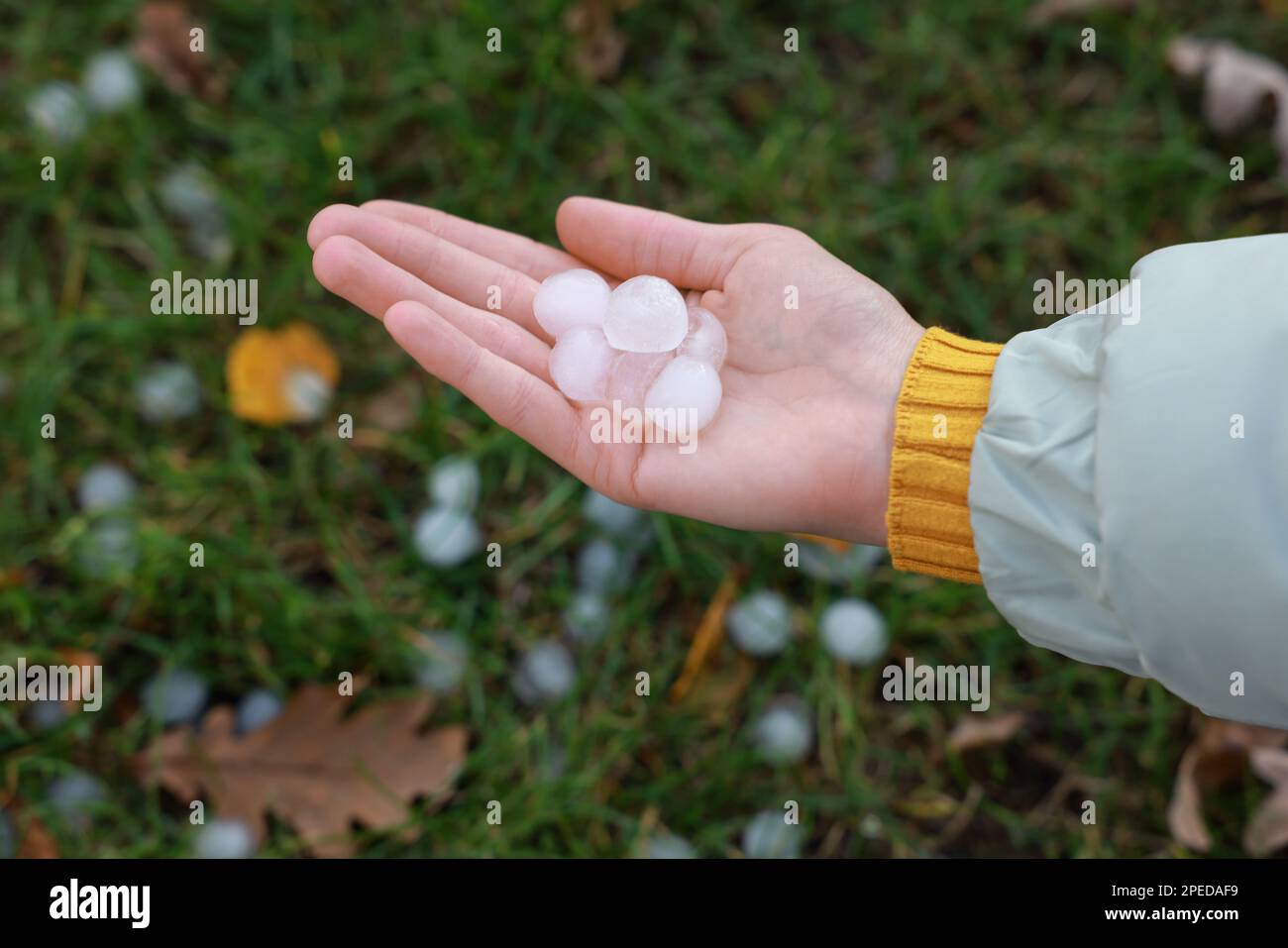 Woman holding hail grains after thunderstorm outdoors, closeup Stock ...