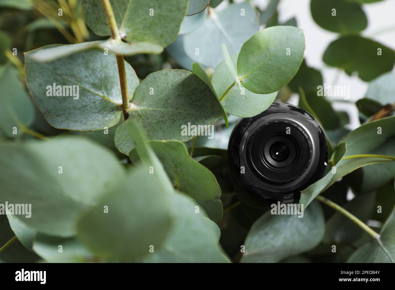 Small camera hidden in green houseplant foliage, closeup Stock Photo ...