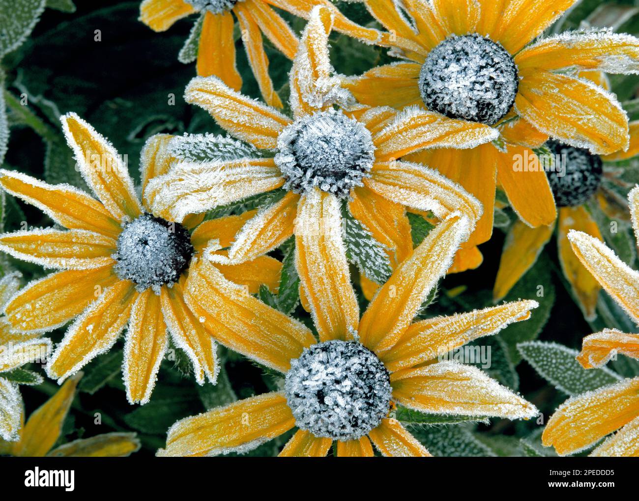 An early autumn frost coats the flowers of Black-eyed Susan in ...