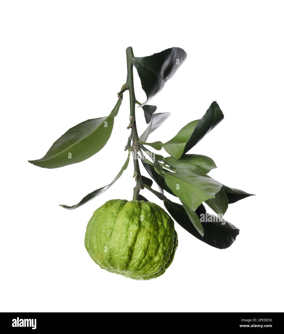 Bergamot tree branch with fruit and leaves on white background Stock ...