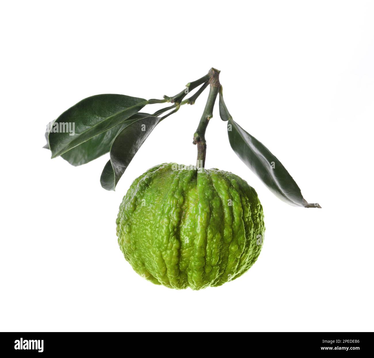 Bergamot tree branch with fruit and leaves on white background Stock ...