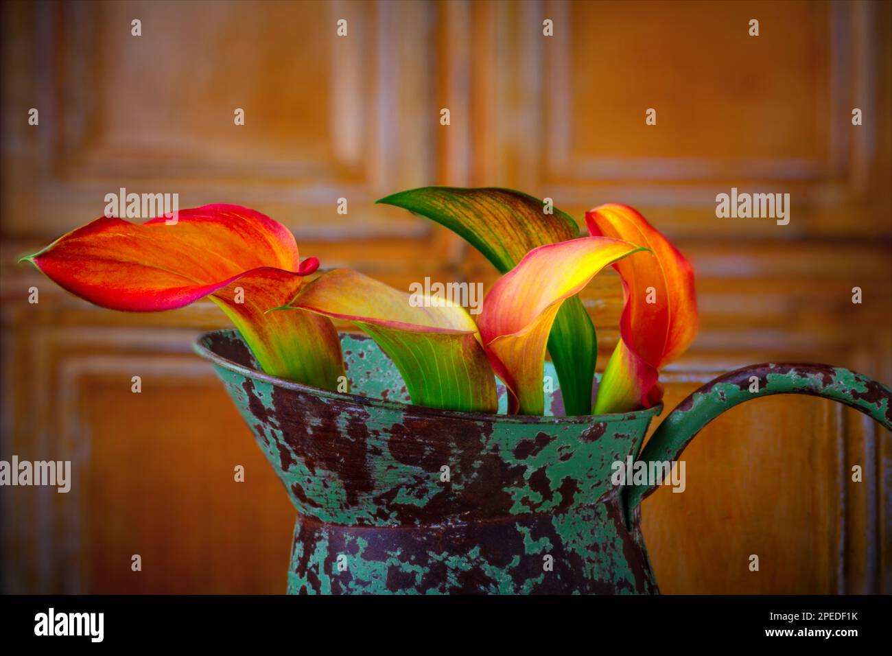 Rustic Pitcher Full Of Calla Lillies Still Life Stock Photo - Alamy