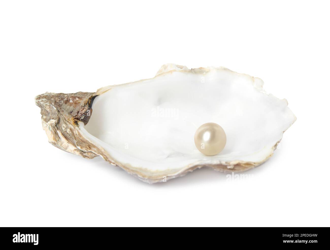 Oyster shell with pearl on white background Stock Photo - Alamy