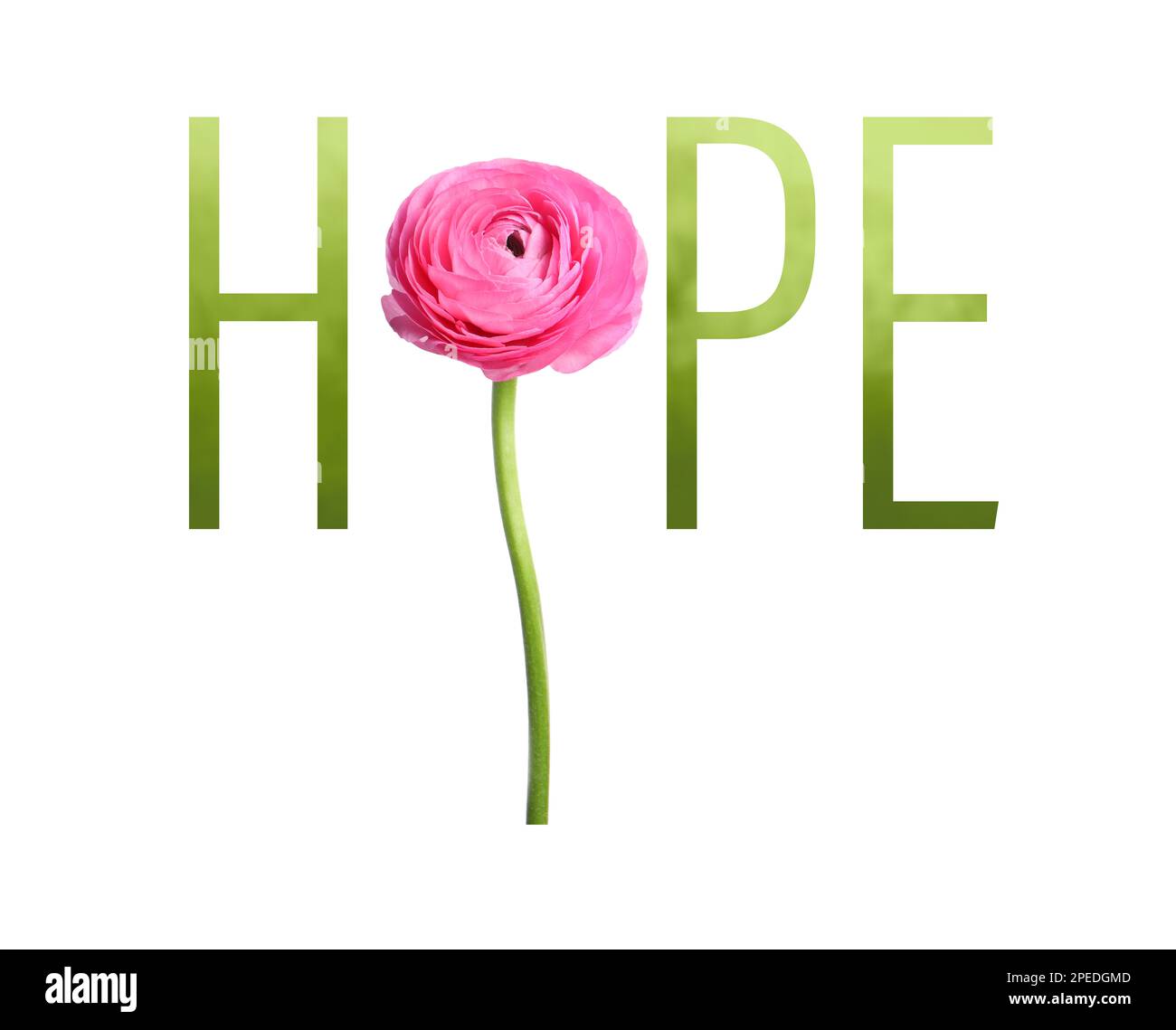Word HOPE made with letters and beautiful ranunculus on white ...