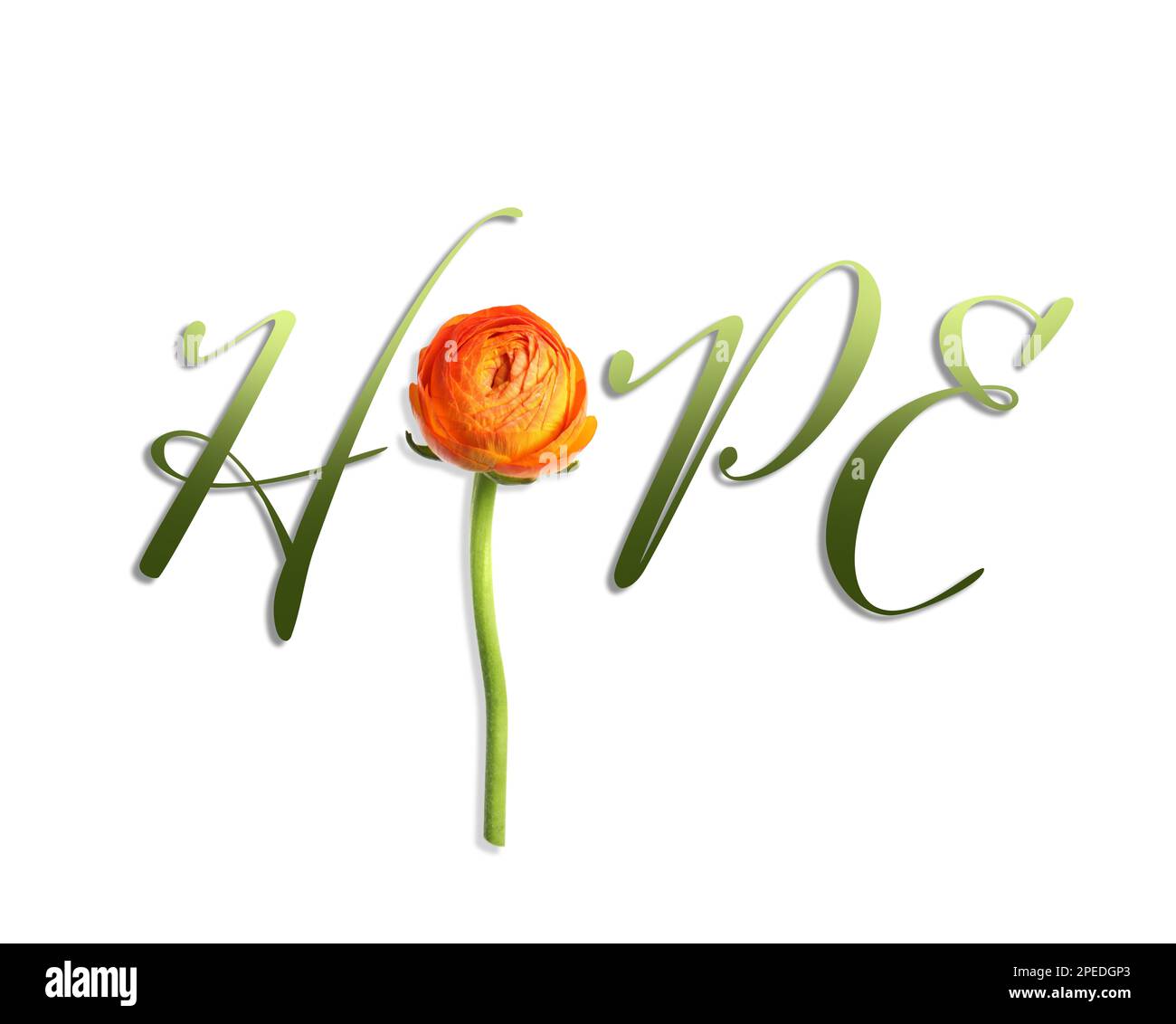 Word HOPE made with letters and beautiful ranunculus on white ...