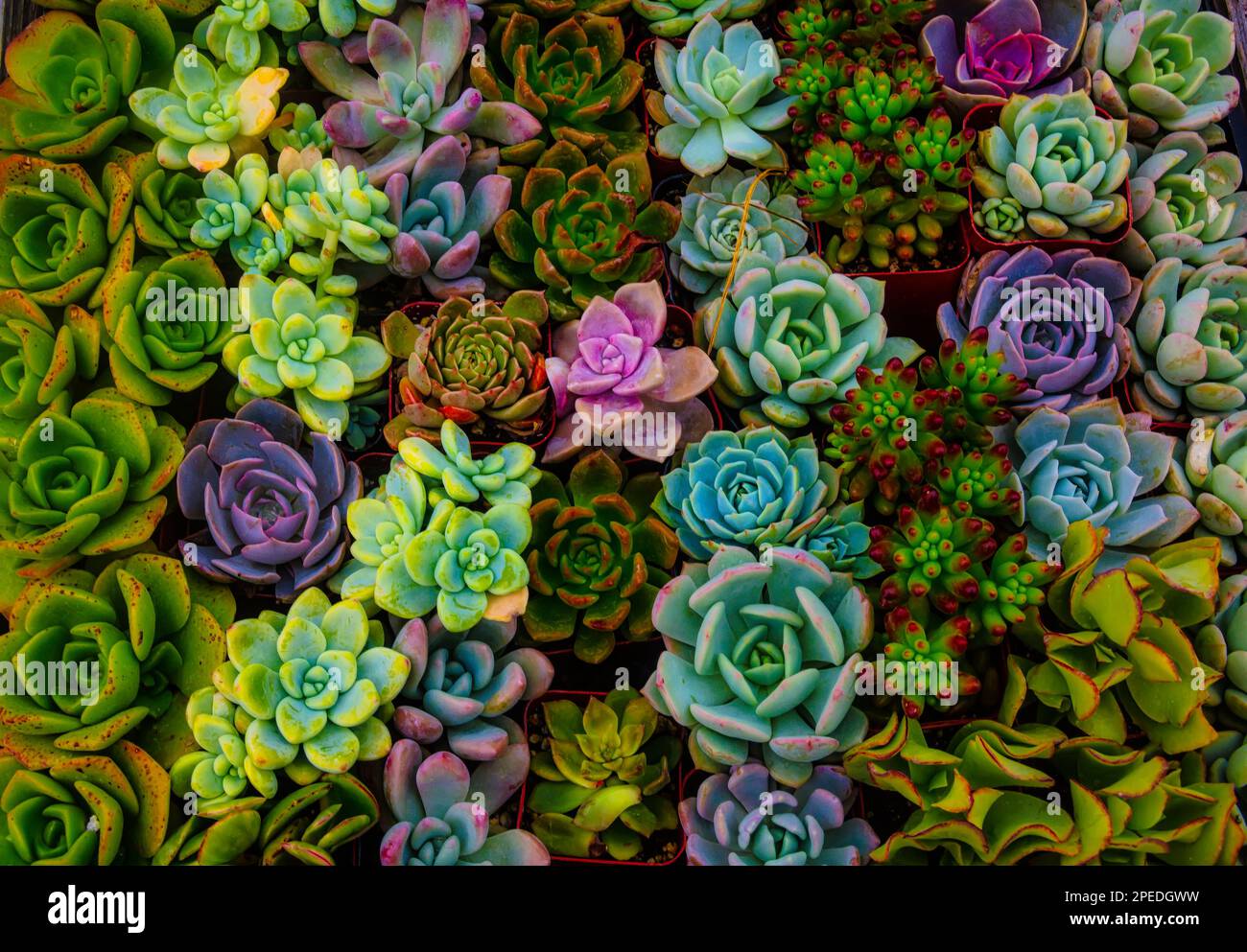 Thick leaves succulents hi-res stock photography and images - Alamy