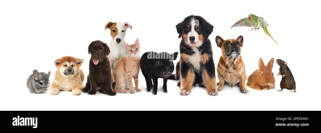 Group of cute pets on white background. Banner design Stock Photo - Alamy