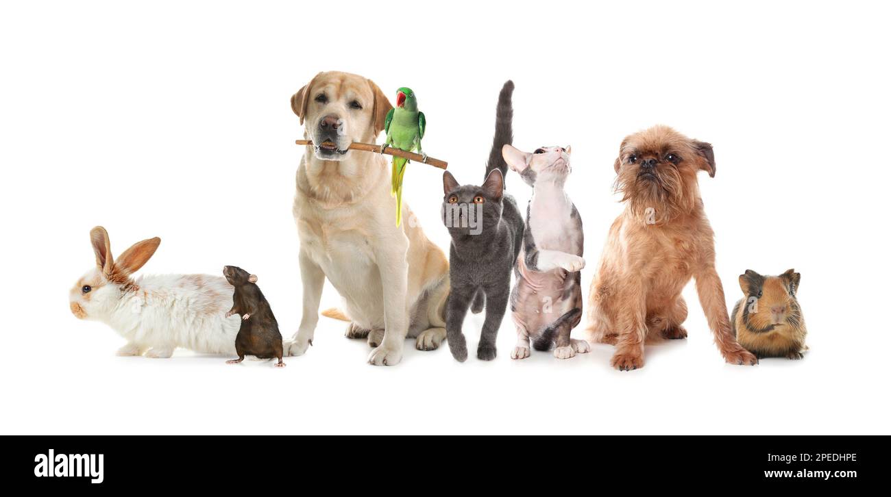 Group of cute pets on white background. Banner design Stock Photo - Alamy