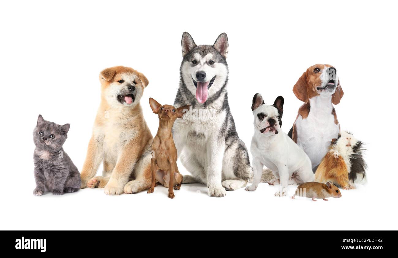 Group of cute pets on white background Stock Photo - Alamy