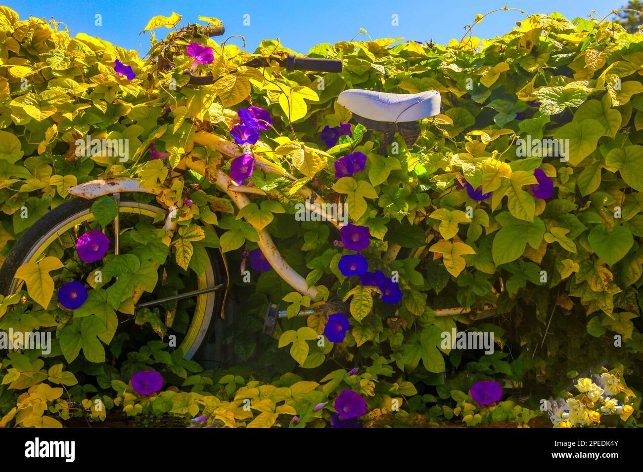 Morning Glory Bike Stock Photo - Alamy