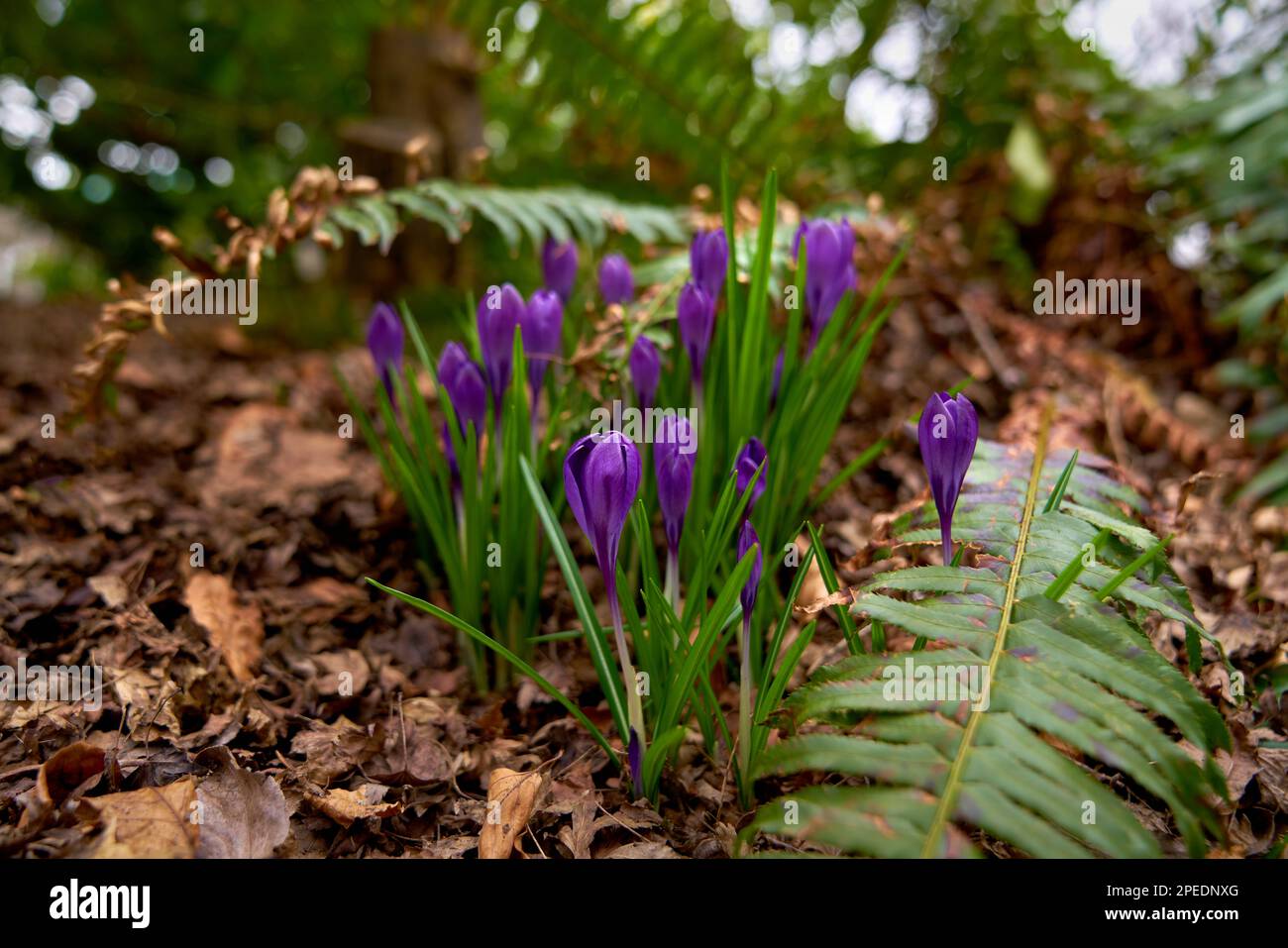 Purple Crocuses Sprout Up through Leaves. Purple crocuses pushing up ...