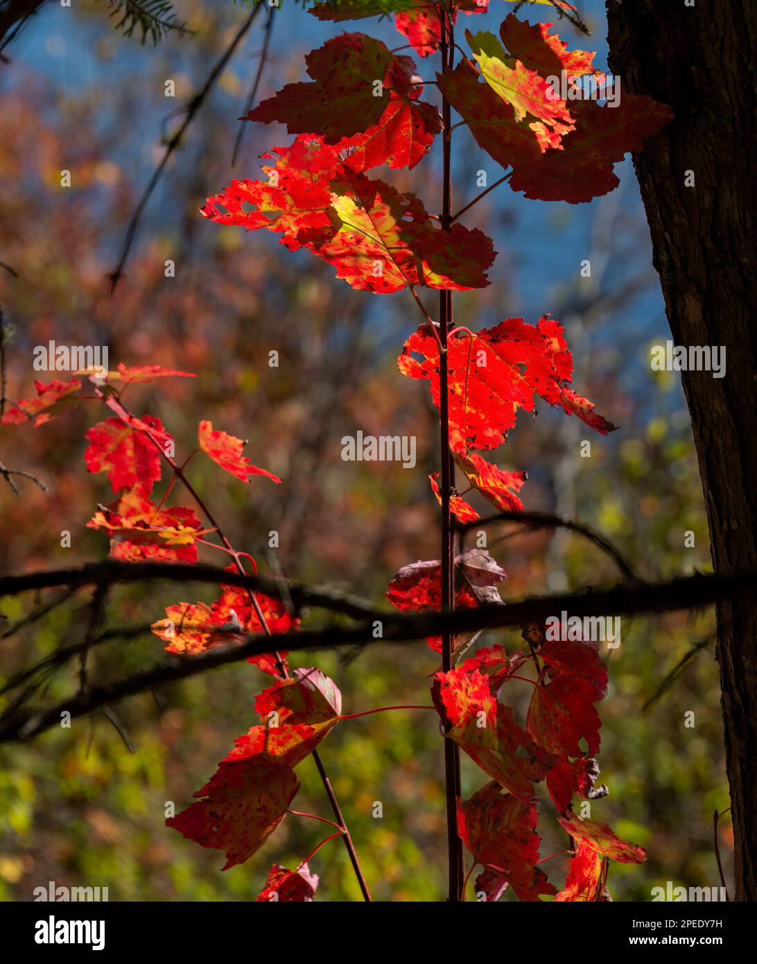 Autumn red maple leaves at Mont Tremblant, Quebec. Canada. Vertical ...