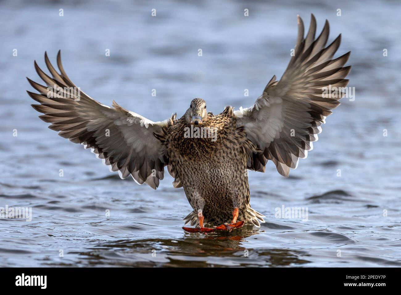 (Ottawa, Canada---12 March 2023) Mallard duck coming in for landing on ...