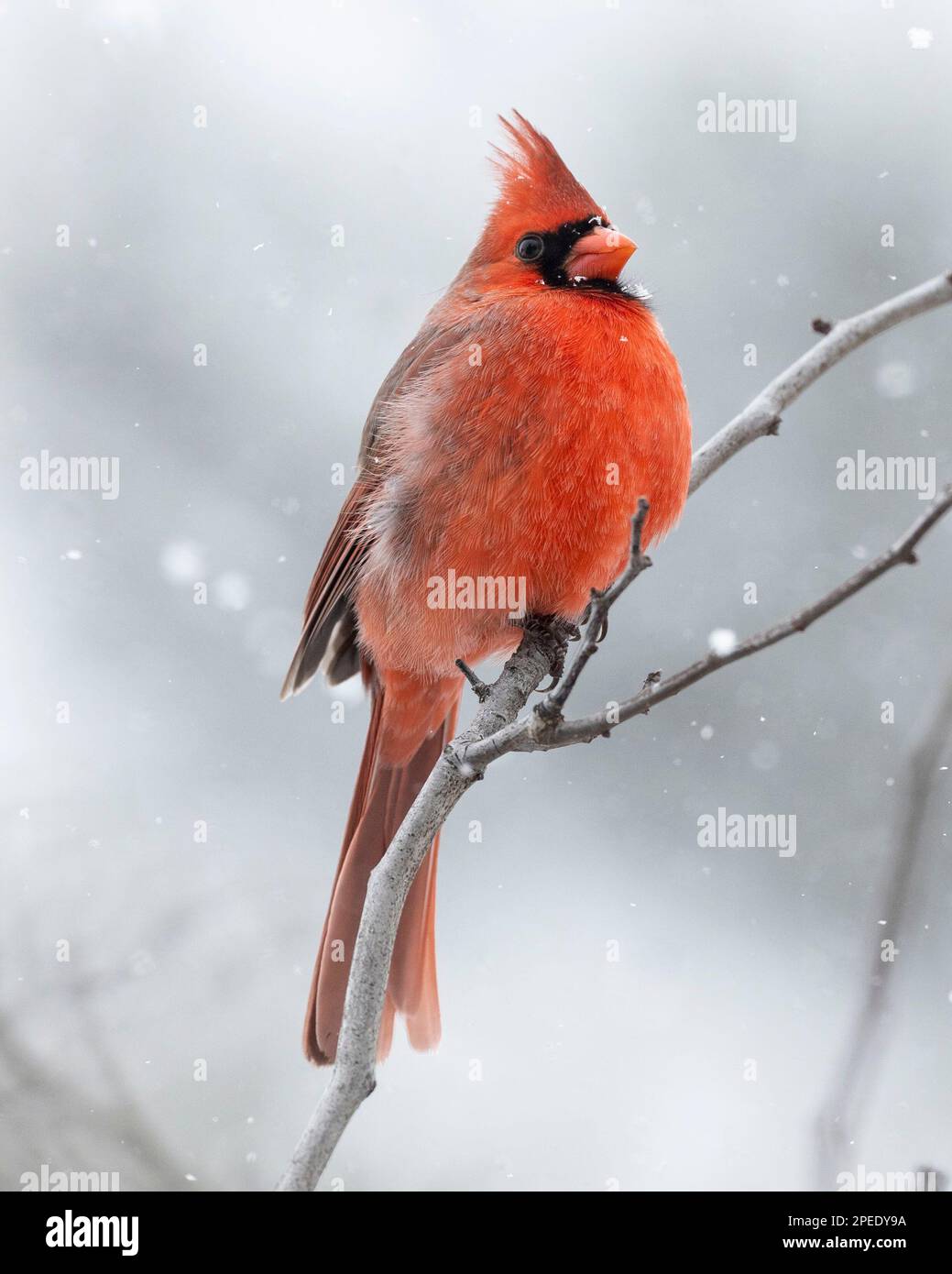 (Ottawa, Canada---17 February 2023) Northern cardinal at the Fletcher ... (Ottawa, Canada---17 February 2023) Northern cardinal at the Fletcher ...