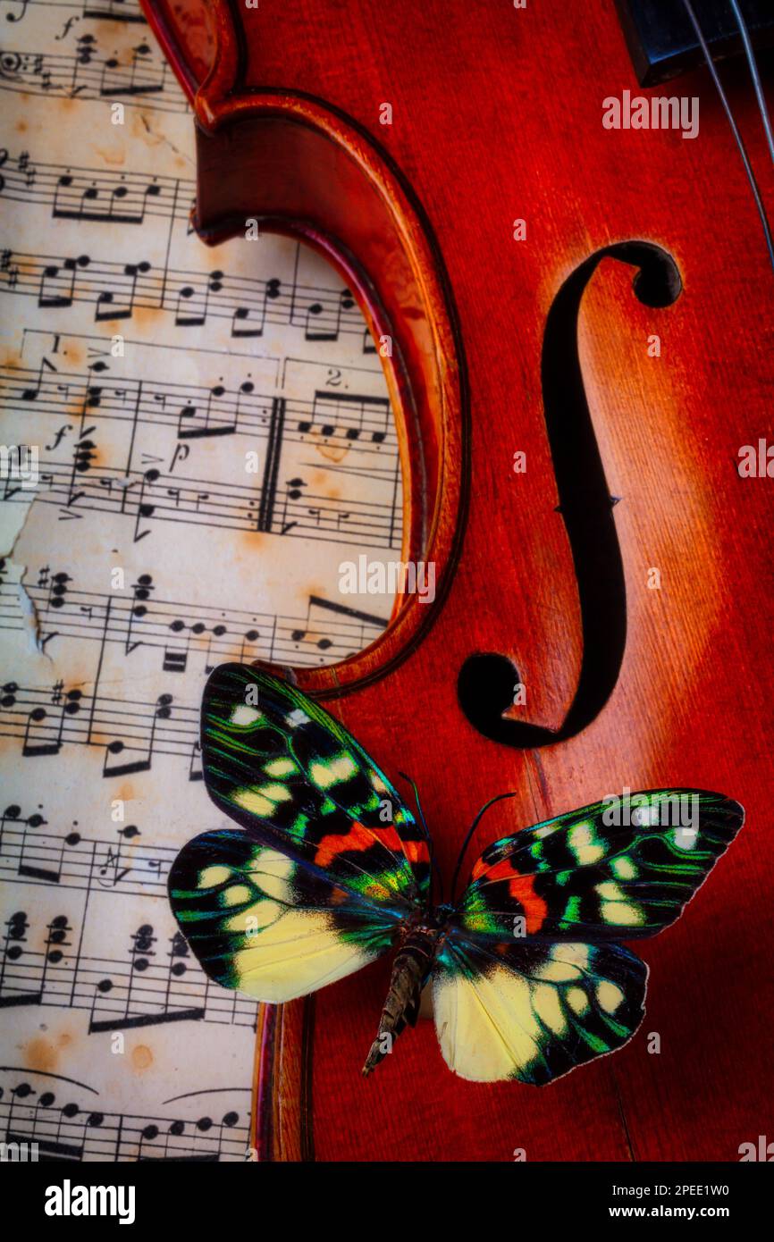 Violin With Gorgeous Butterfly Still Life Stock Photo - Alamy