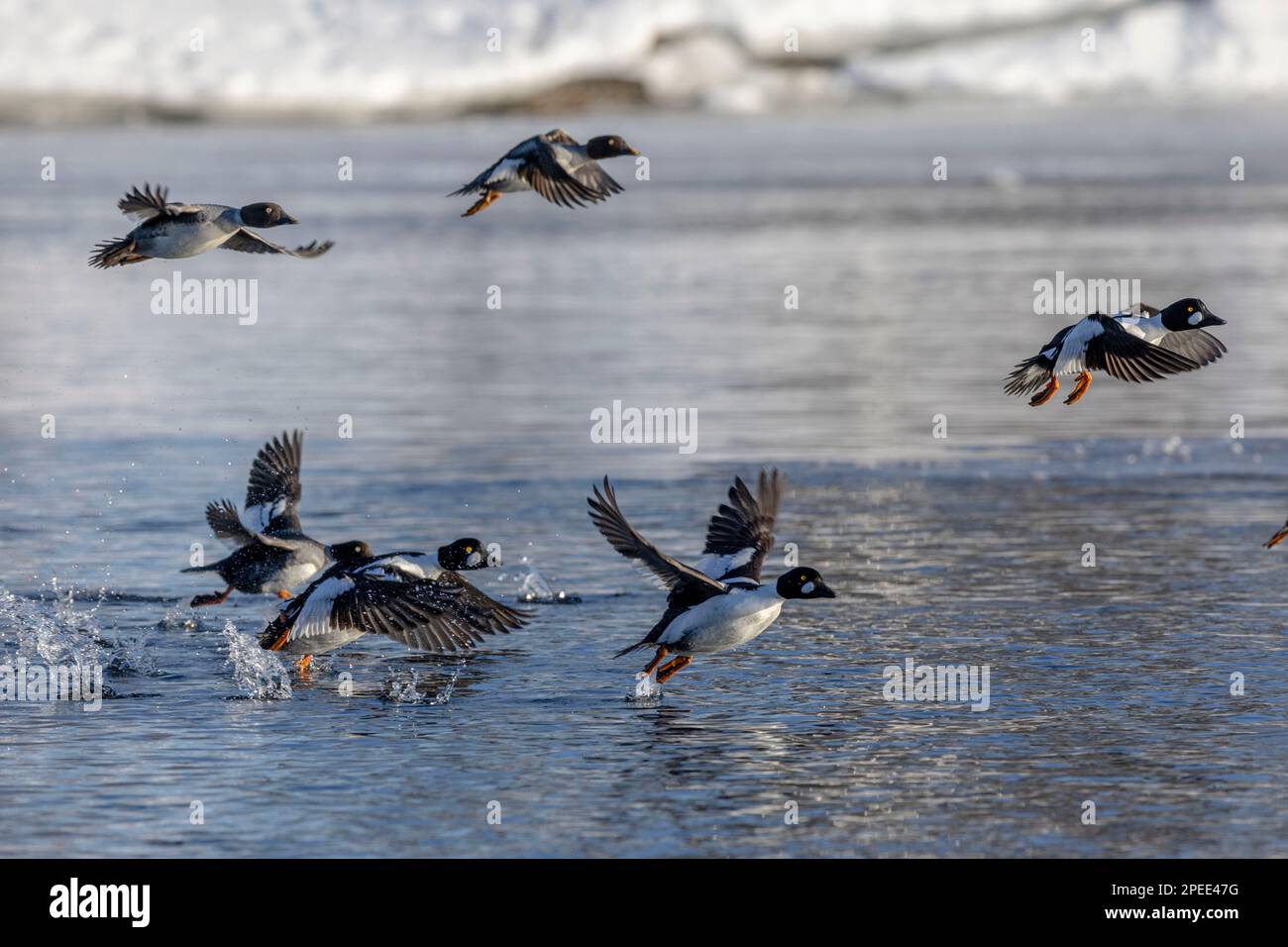 (Ottawa, Canada---15 March 2023) Common goldeneye on the Rideau River ...