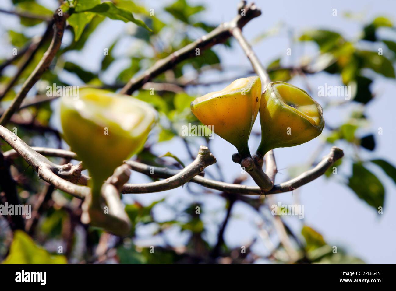 Yellow ripe fruit on a branch of Leuenbergeria Bleo or Rose Cactus ...