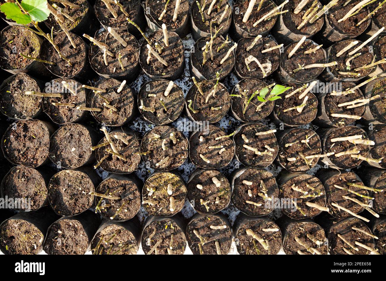 Lots of cuttings planted in pots at a plant nursery. Shrub stems ...