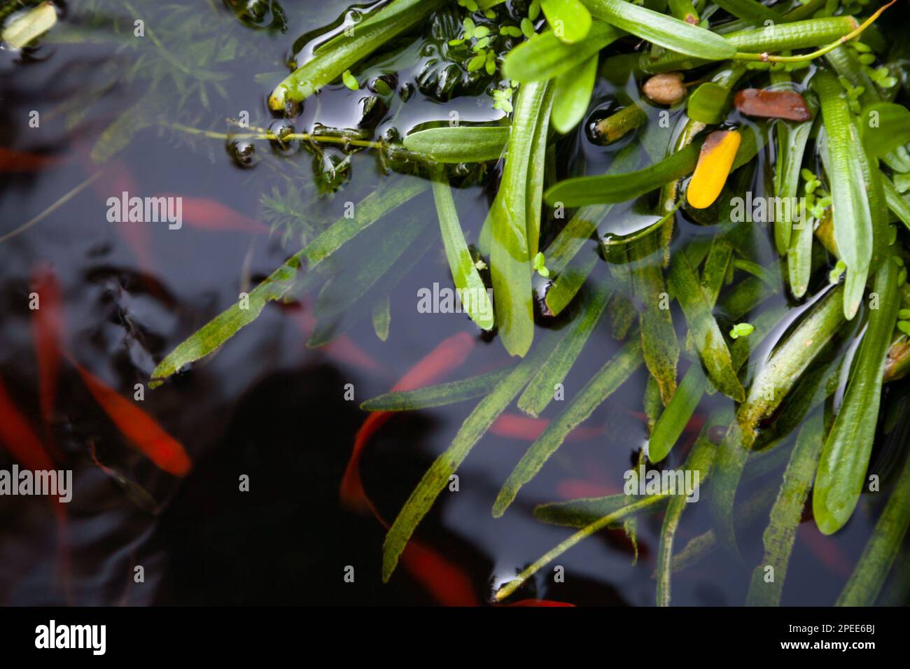 Dark pond of water plants hi-res stock photography and images - Alamy