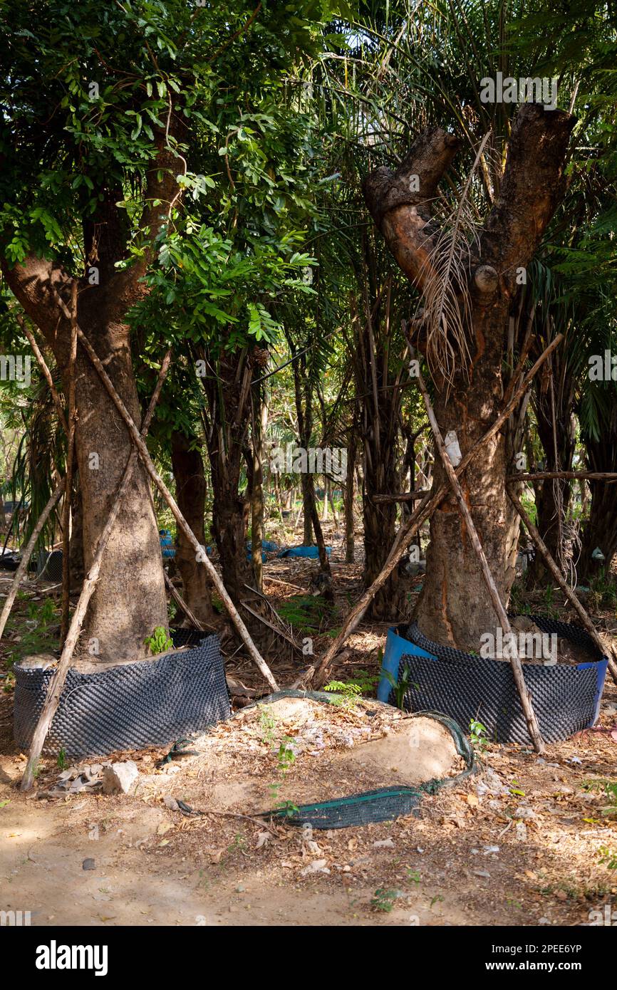 Group of big old trees recovering from being transplanted in a green ...
