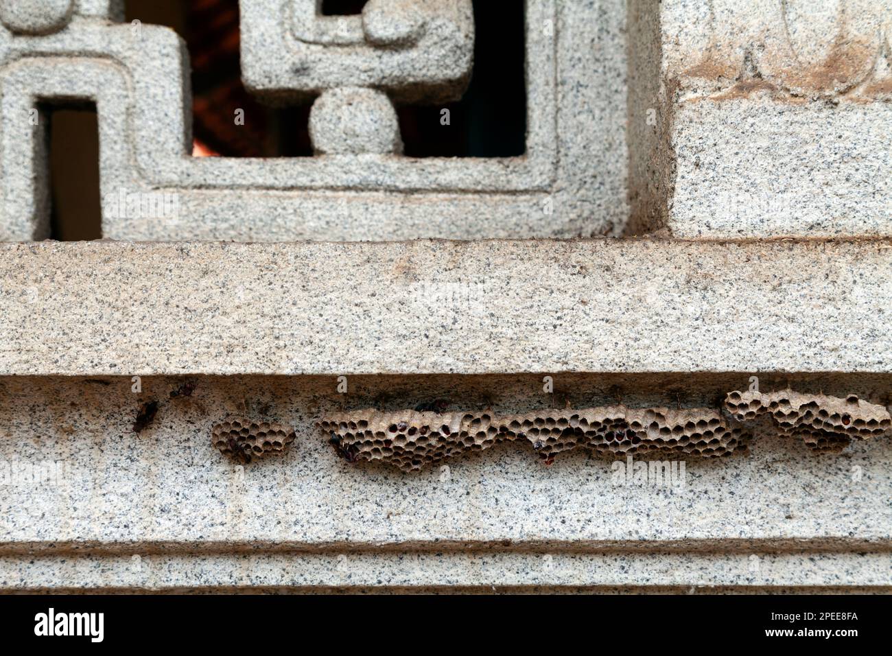 Wasps working on paper nest attached to a stone temple. Wasp brood ...