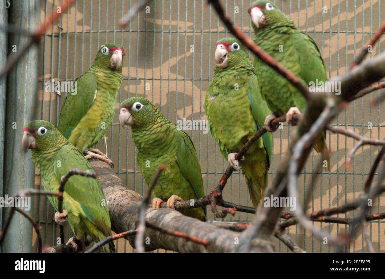 A group of Puerto Rican parrots (Amazona vittata) are pictured at the ...