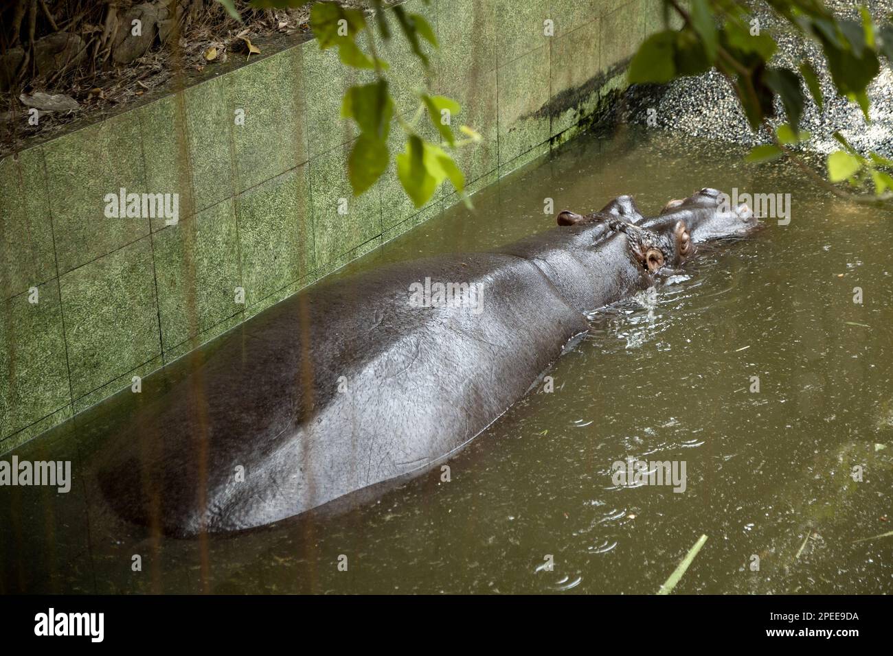 Big adult hippo floating in a pool at a zoo. Large hippopotamus ...