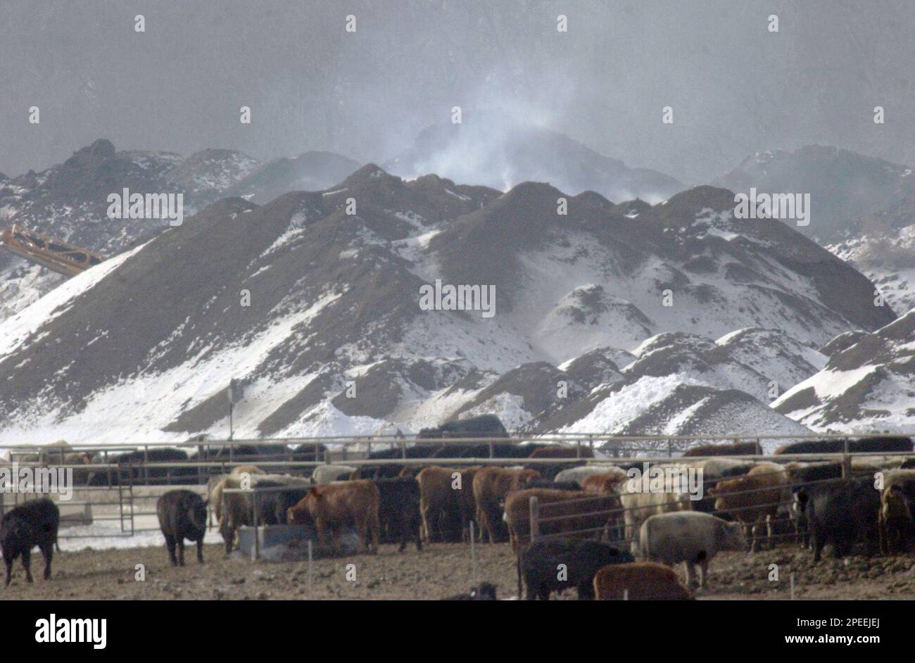 A huge mountain of cow manure is seen smoldering at a feedlot near ...