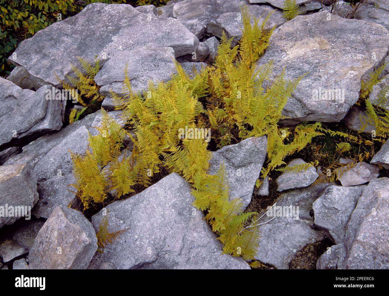 Hay-Scented Fern growing amoung rocks in the Gallitzan State Forest ...