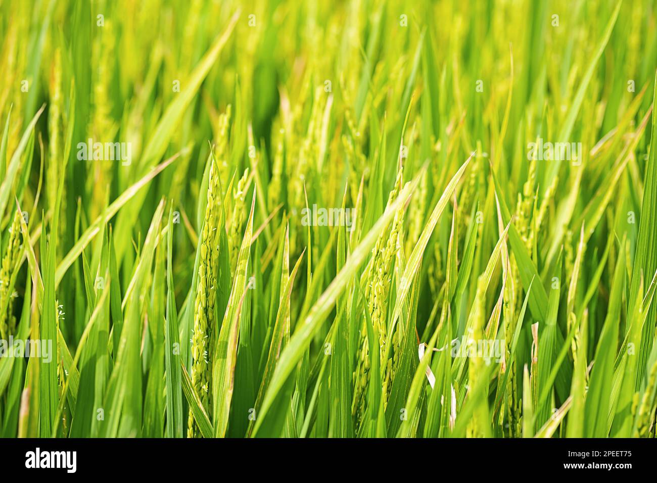 Rice plantation in sunlight. Farm field background Stock Photo - Alamy
