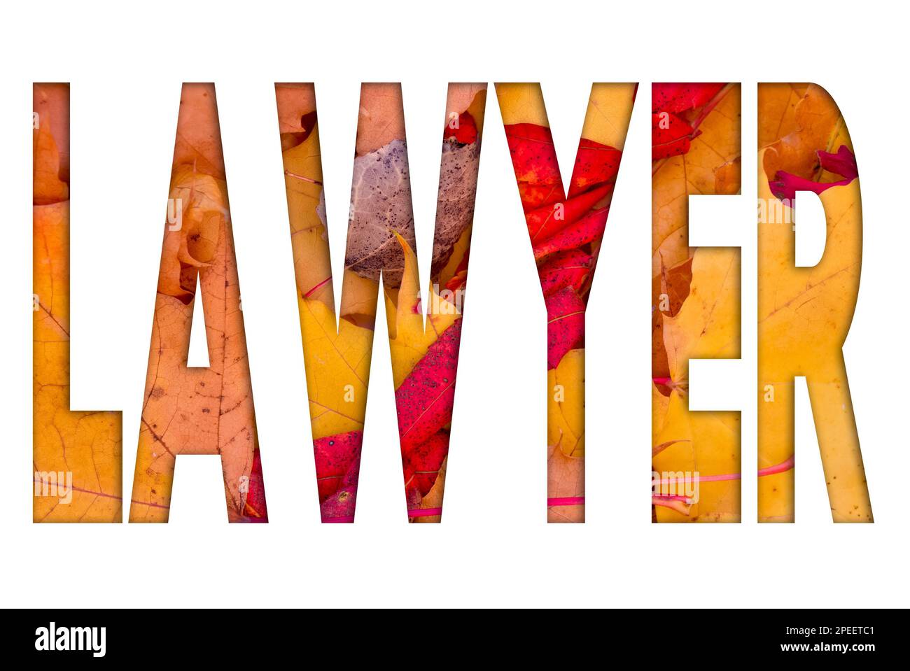 Autumn leaves, objects with Lawyer text. Natural patterns, color design ...