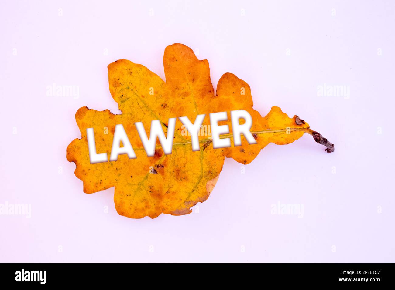 Autumn leaves, objects with Lawyer text. Natural patterns, color design ...