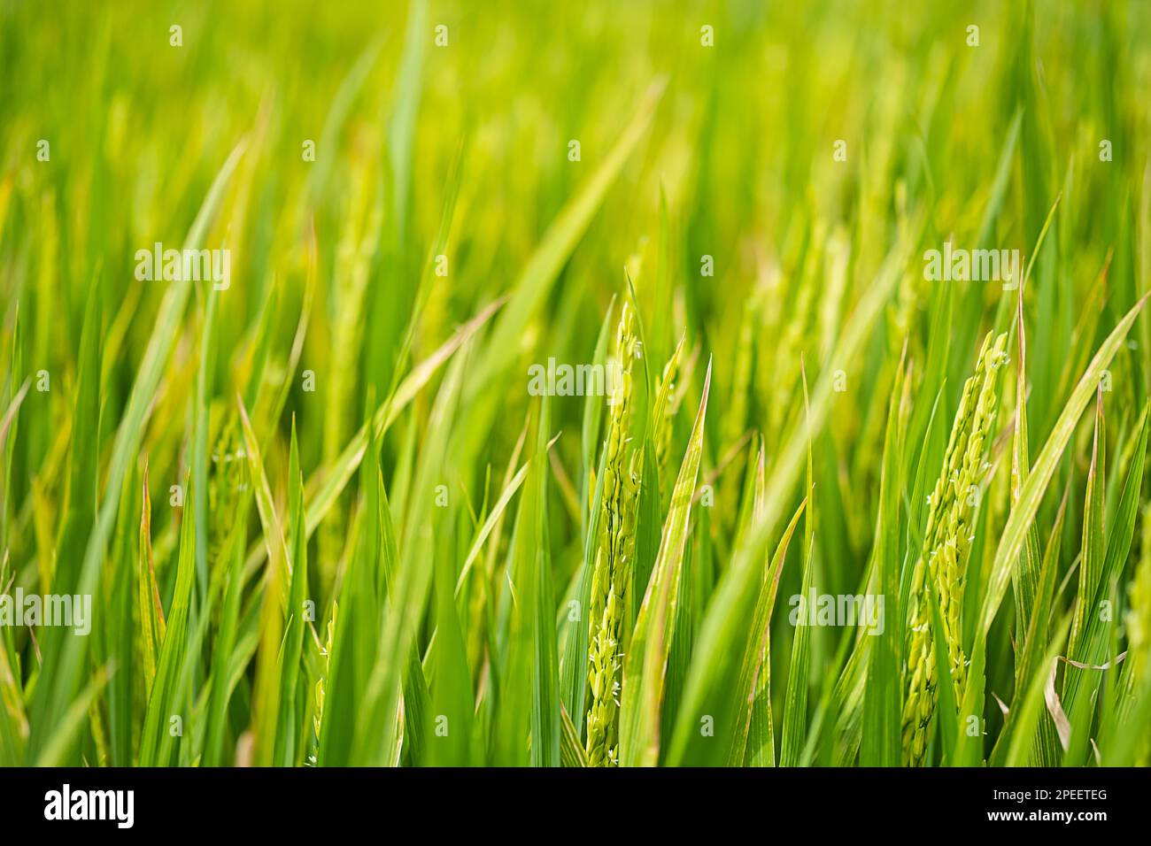 Rice plantation in sunlight. Farm field background Stock Photo - Alamy