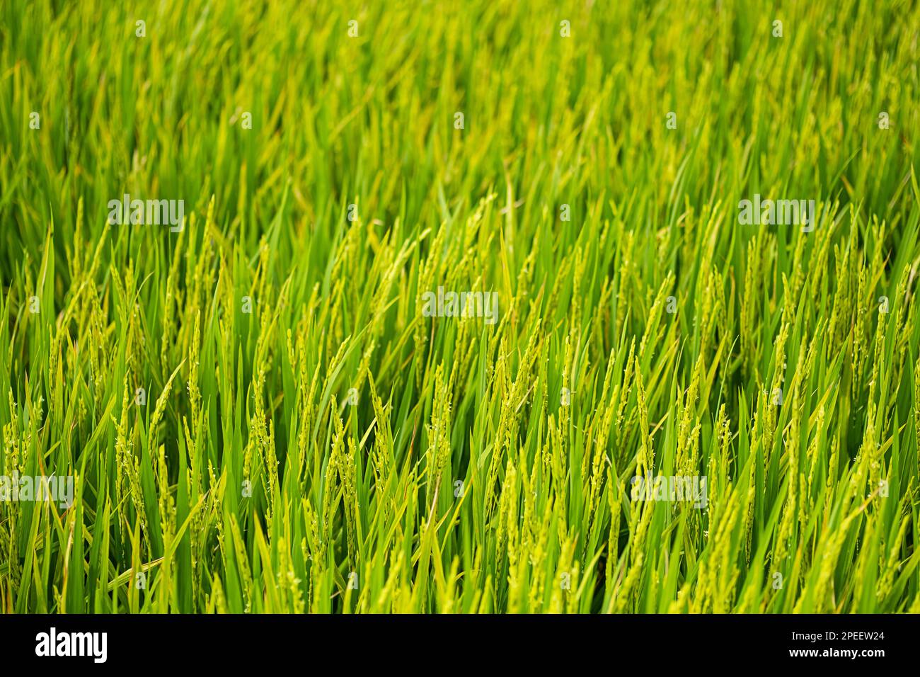 Rice plantation in sunlight. Farm field background Stock Photo - Alamy