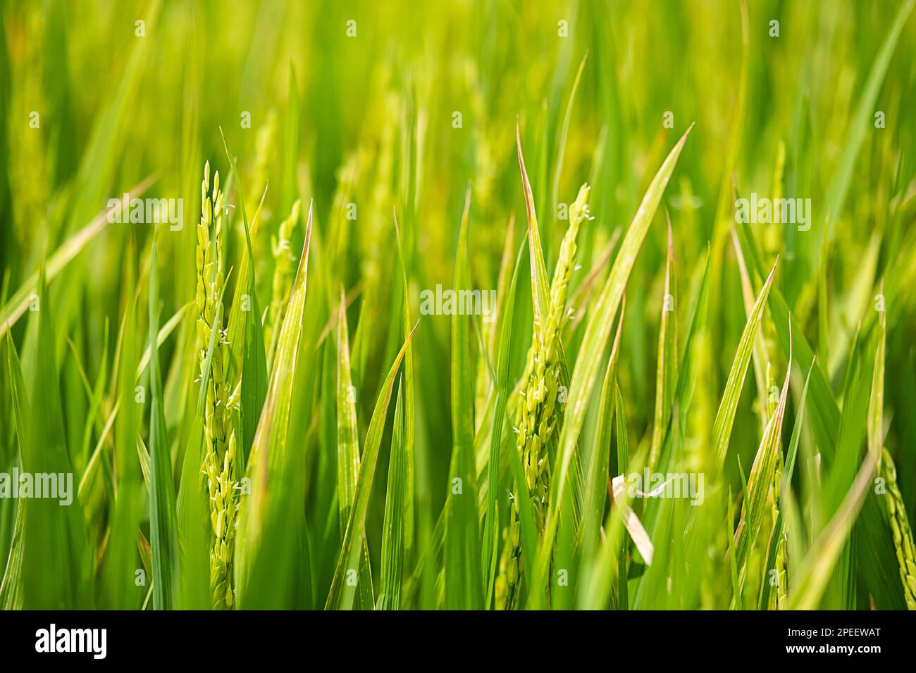 Ears of rice on rice plantation, close up. Agriculture industry ...