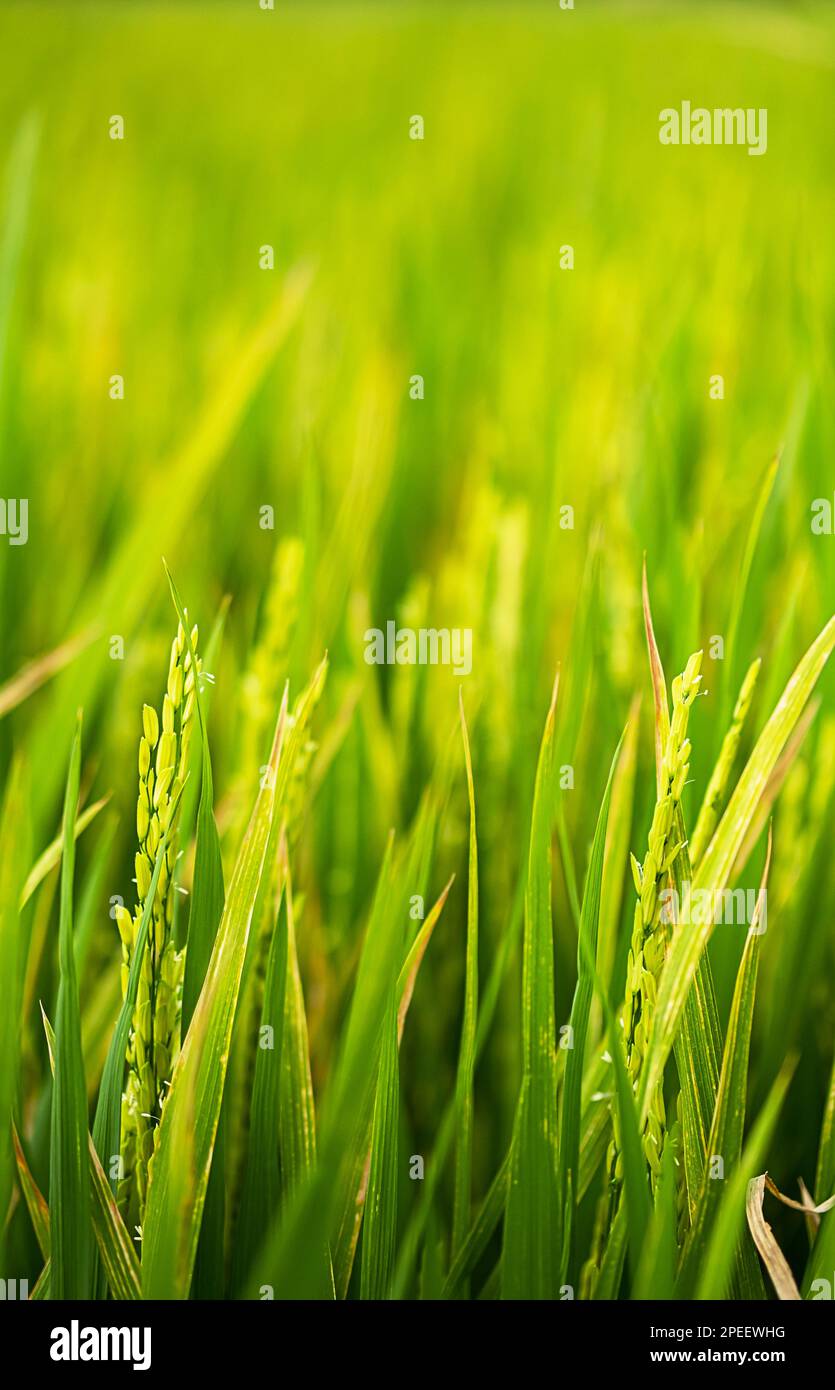 Ears of rice on rice plantation, close up. Agriculture industry ...